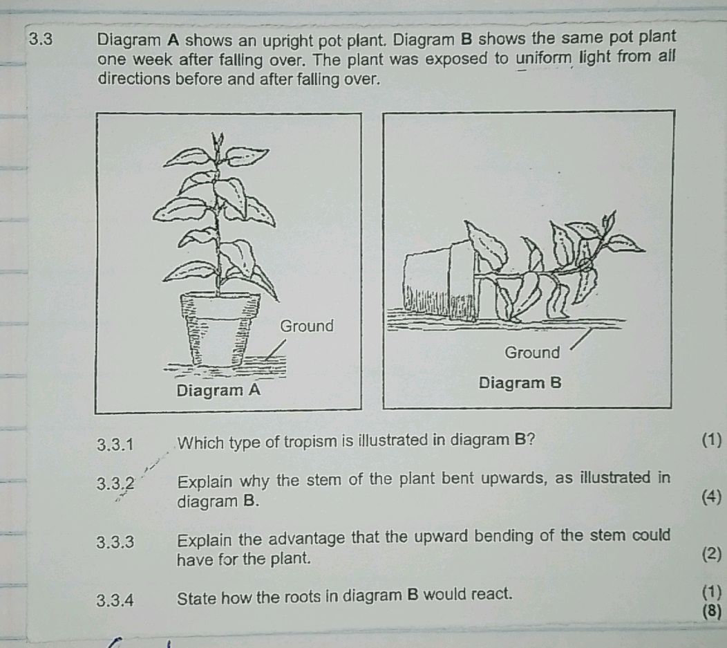 3.3 Diagram A shows an upright pot plant. | StudyX