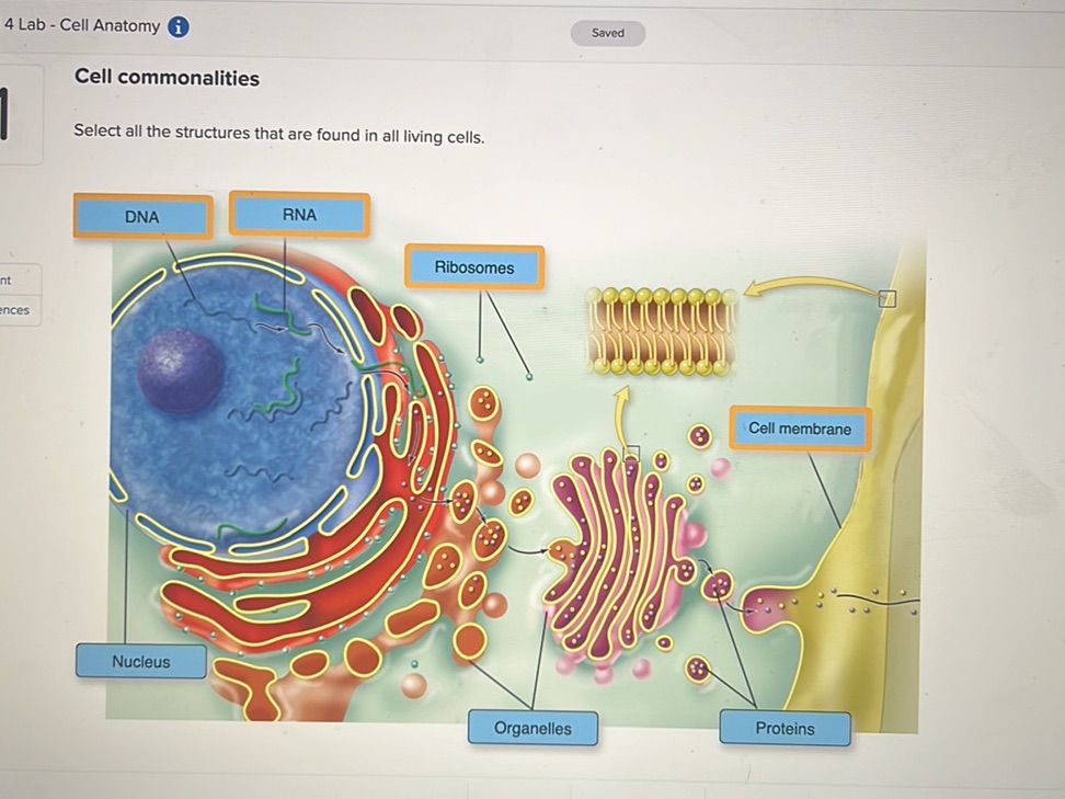 Select all the structures that are found in | StudyX