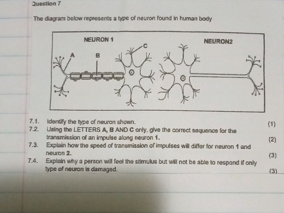 Question 7 The diagram below represents a | StudyX