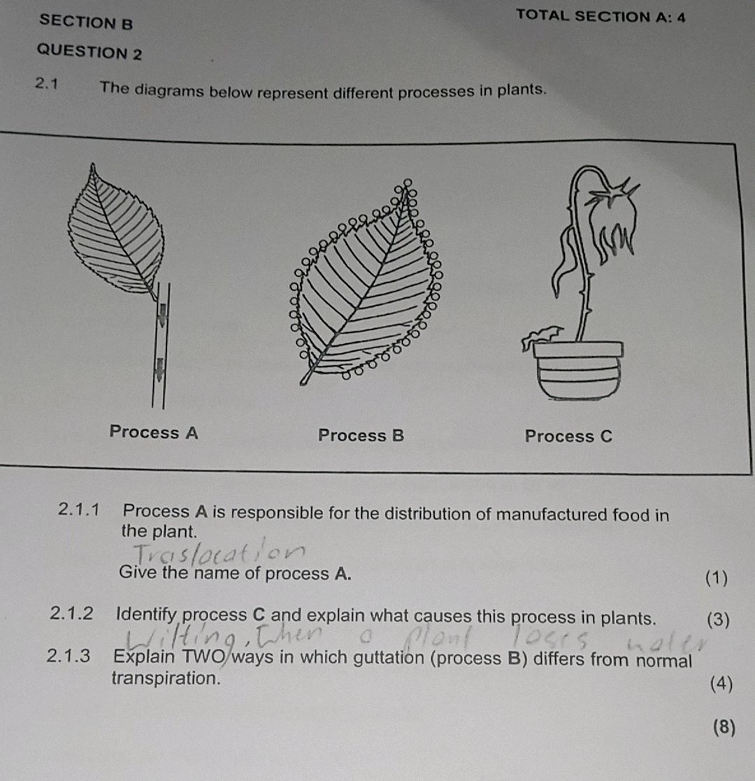 2.1 The diagrams below represent different | StudyX