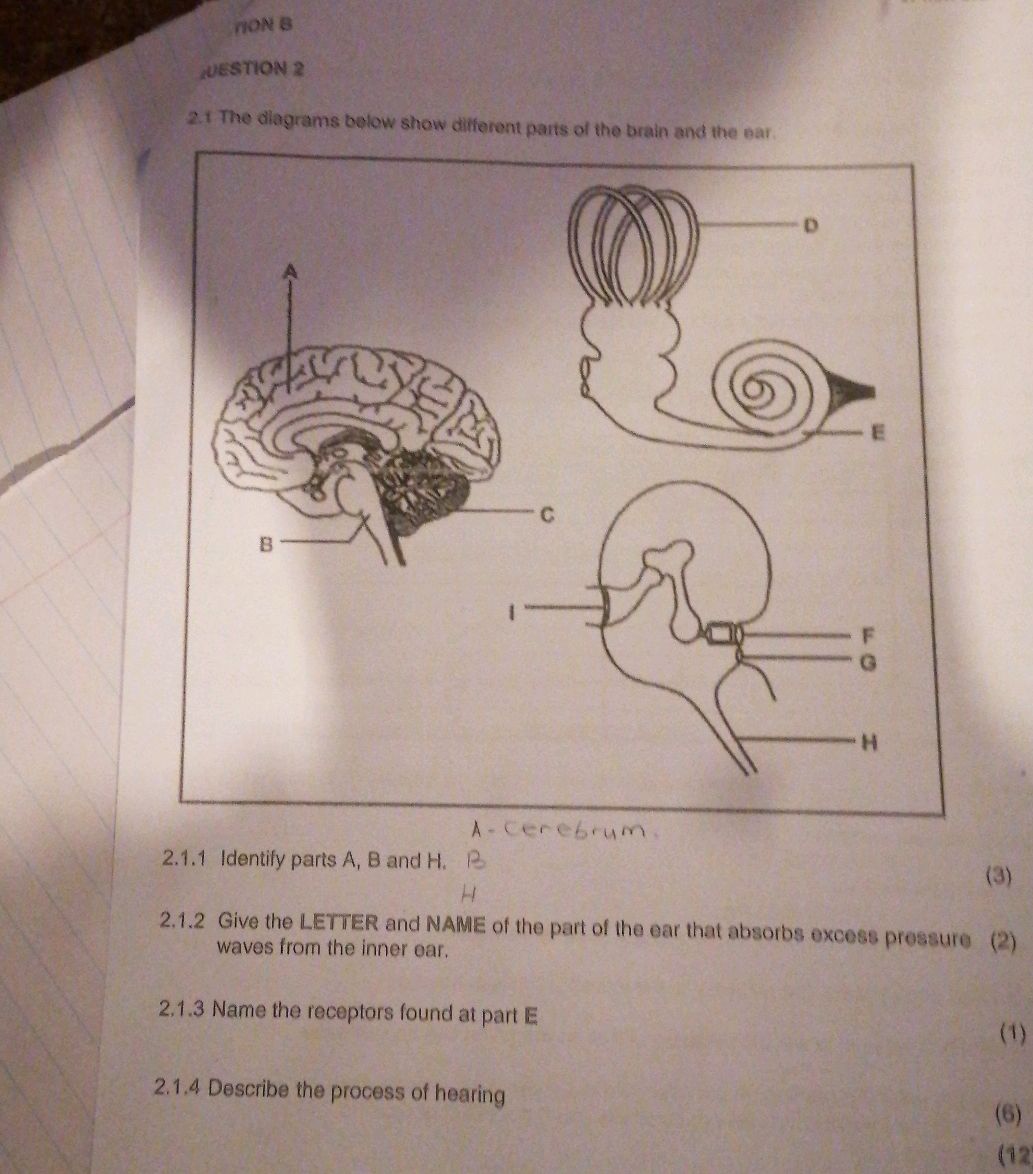 2.1 The diagrams below show different parts | StudyX