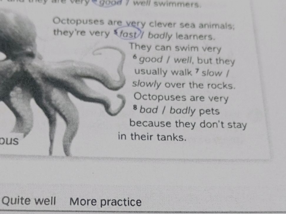 Octopuses are very clever sea animals; | StudyX