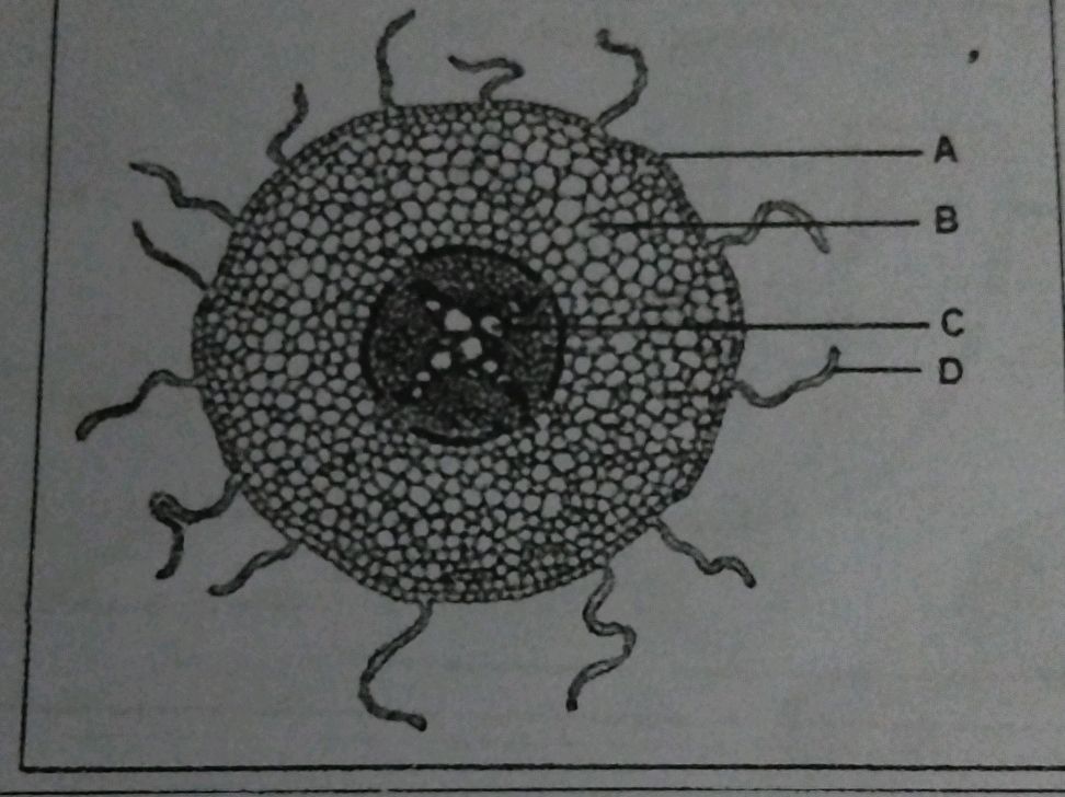 The image shows a cross-section of a root | StudyX