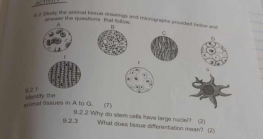 9.2 Study the animal tissue drawings and