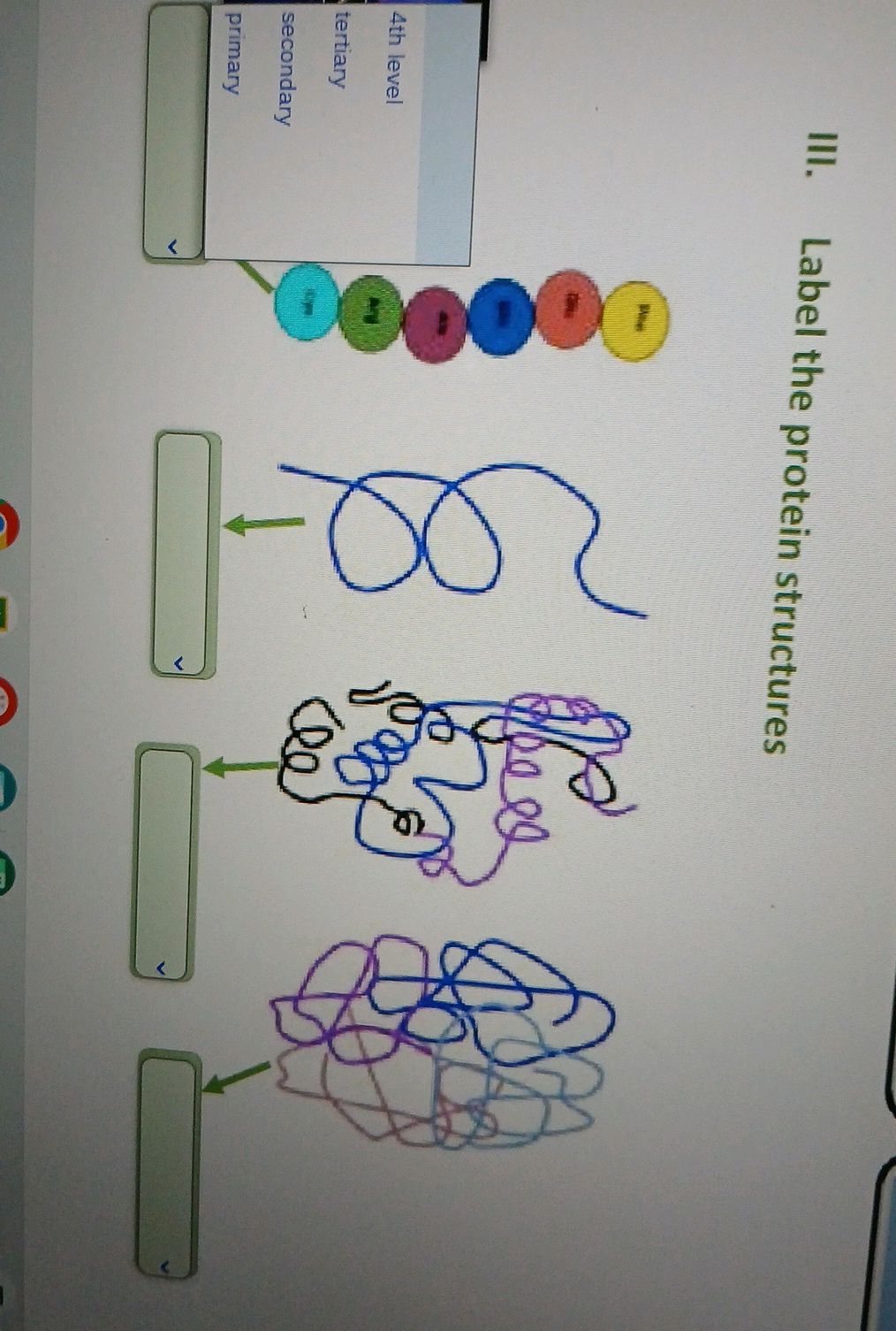 III. Label the protein structures There are | StudyX