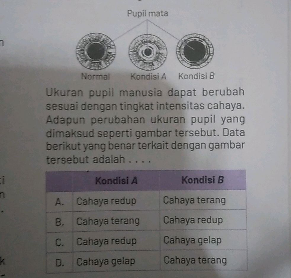 Ukuran pupil manusia dapat berubah sesuai | StudyX