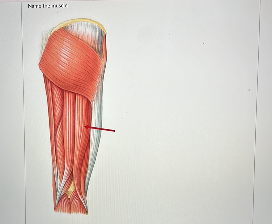 Name the muscle: The image shows a diagram | StudyX