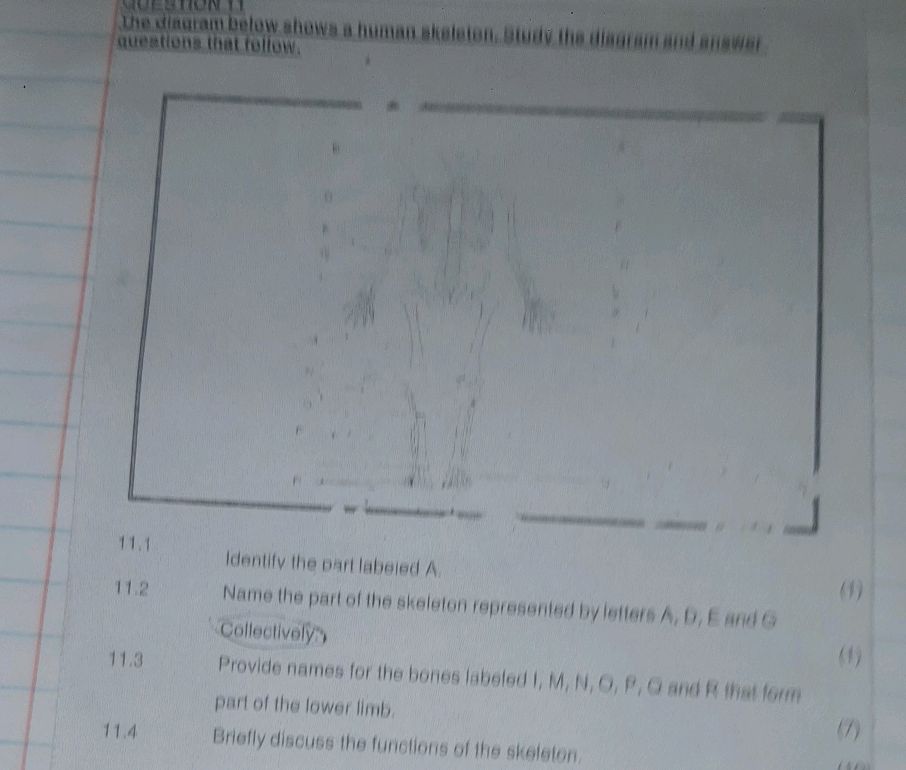 11. The diagram below shows a human | StudyX