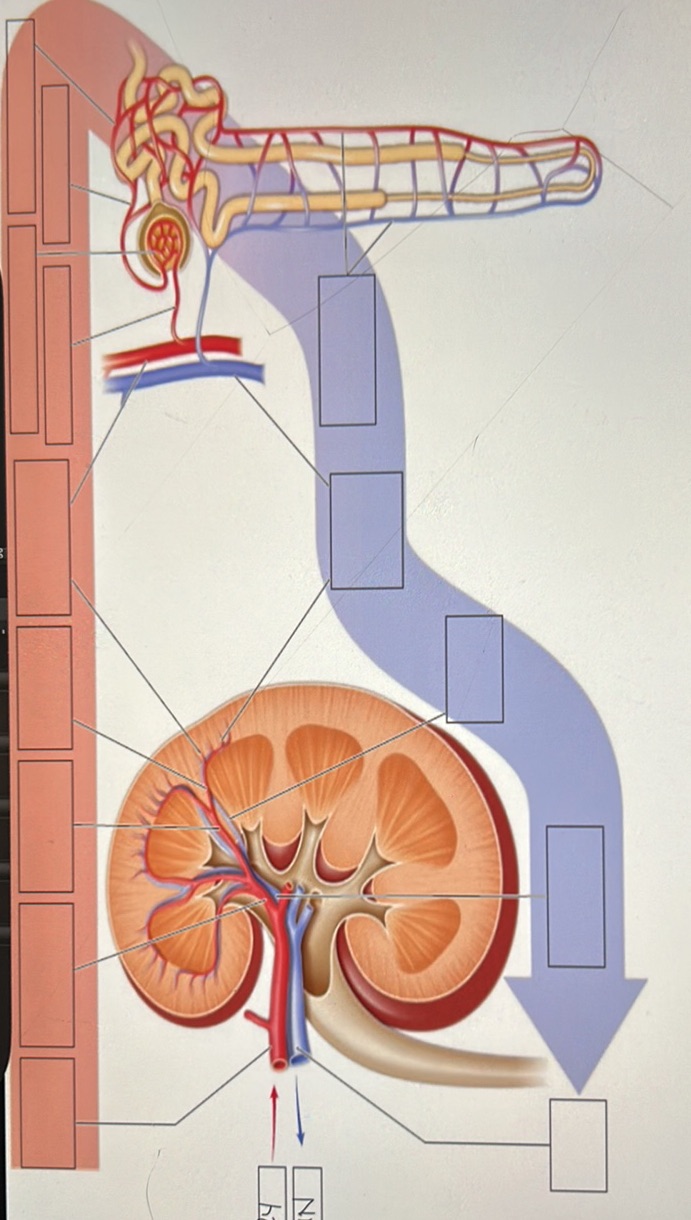 This image is a diagram of a kidney and its | StudyX