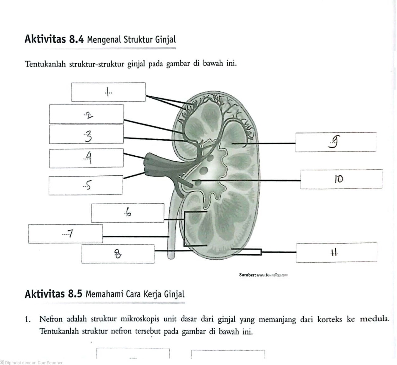 Aktivitas 8.4 Mengenal Struktur Ginjal | StudyX
