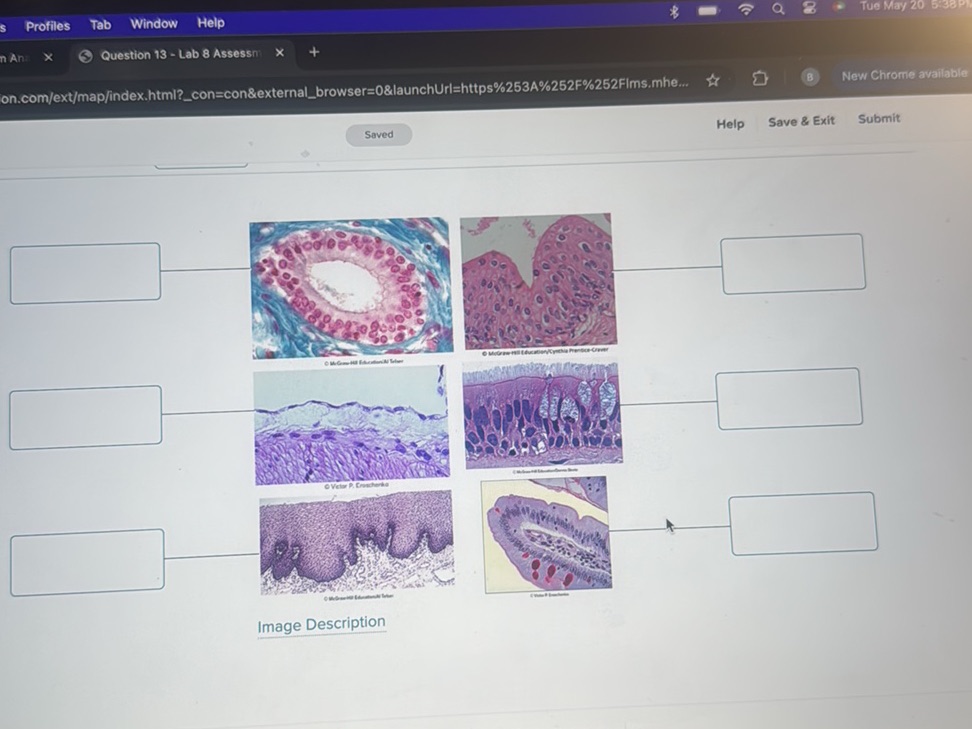 The image shows several microscopic images | StudyX