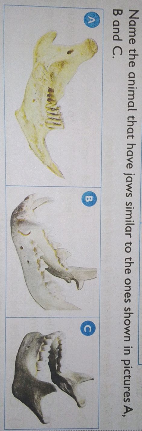Name the animal that have jaws similar to | StudyX