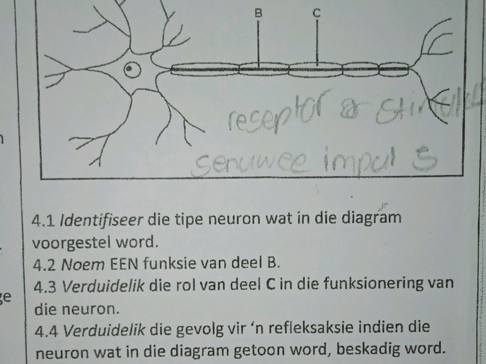4.1 Identifiseer die tipe neuron wat in die | StudyX