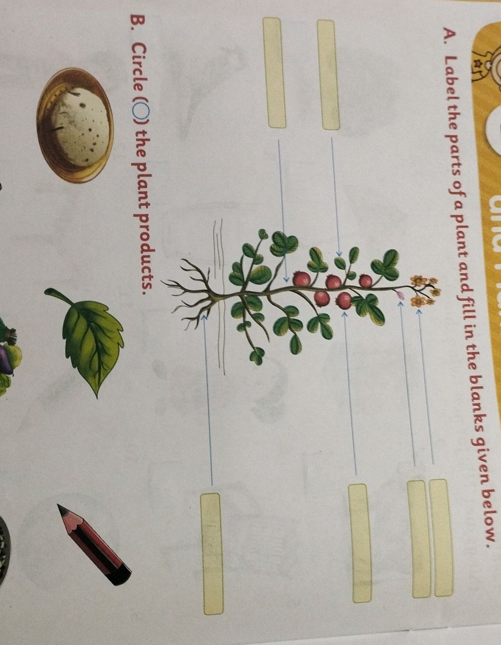 A. Label the parts of a plant and fill in | StudyX