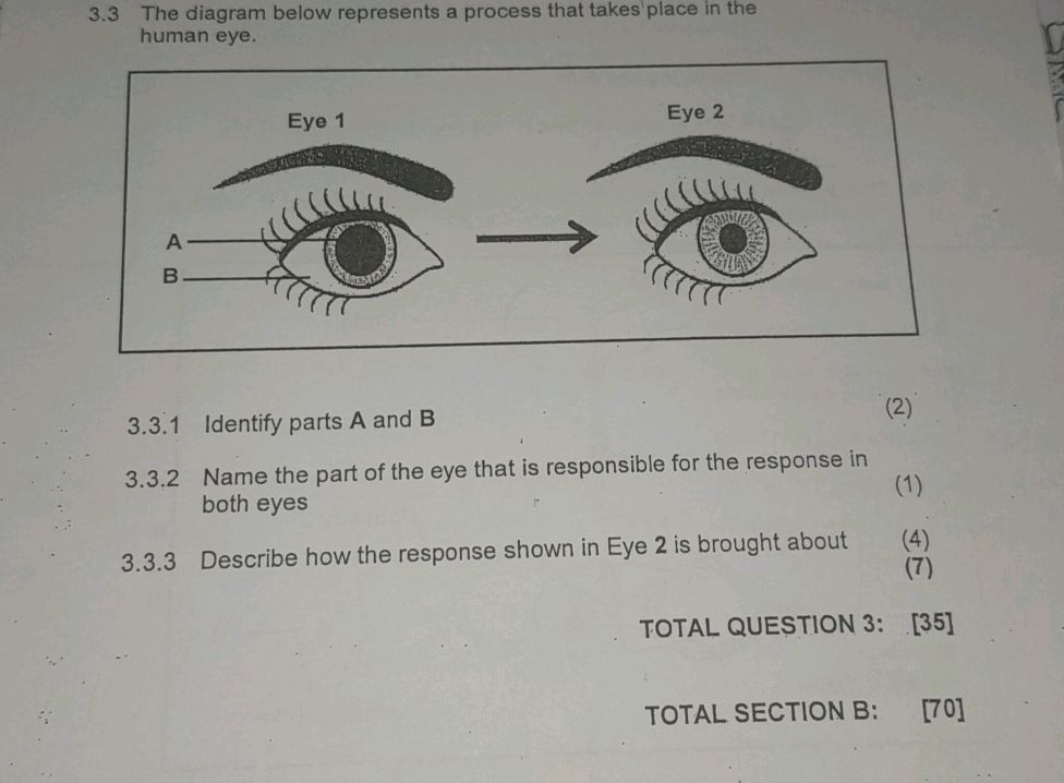 3.3 The diagram below represents a process | StudyX