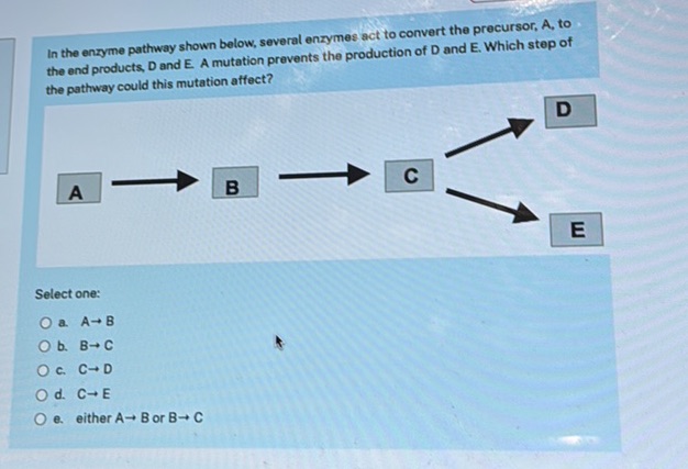 In the enzyme pathway shown below, several | StudyX