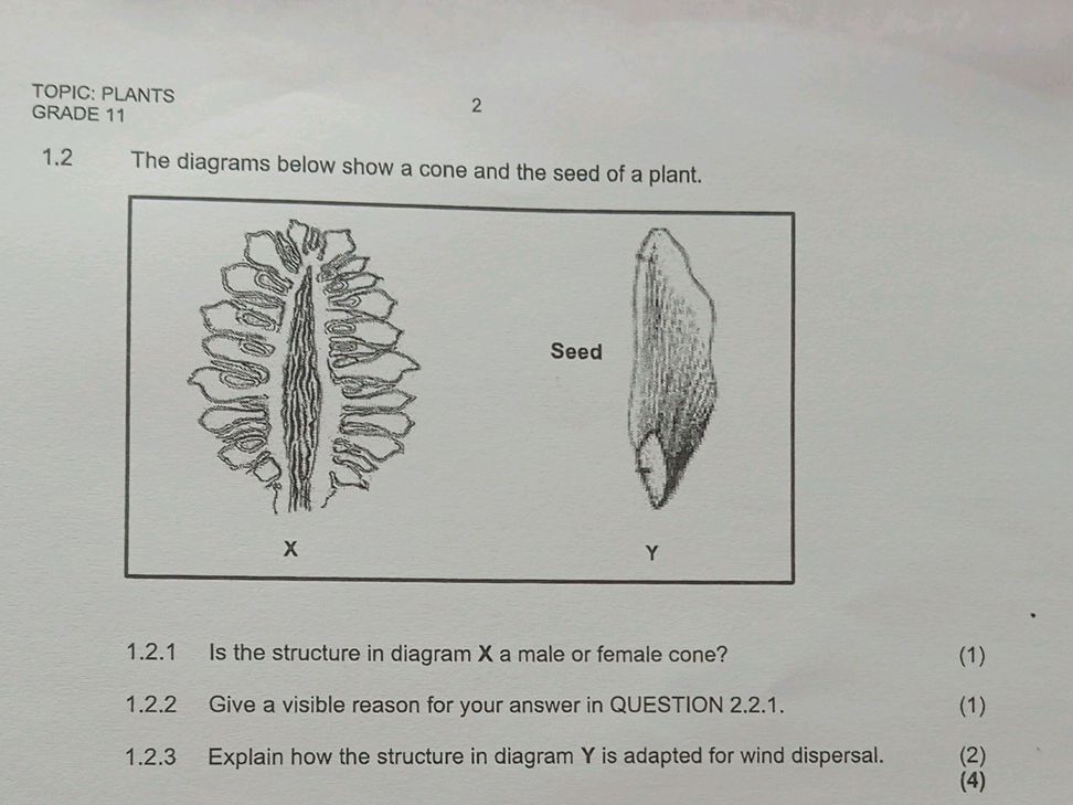 1.2 The diagrams below show a cone and the | StudyX