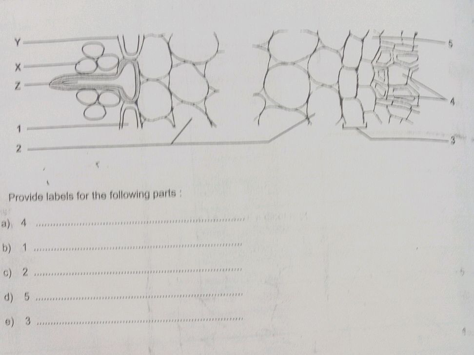 Provide labels for the following parts: a) | StudyX