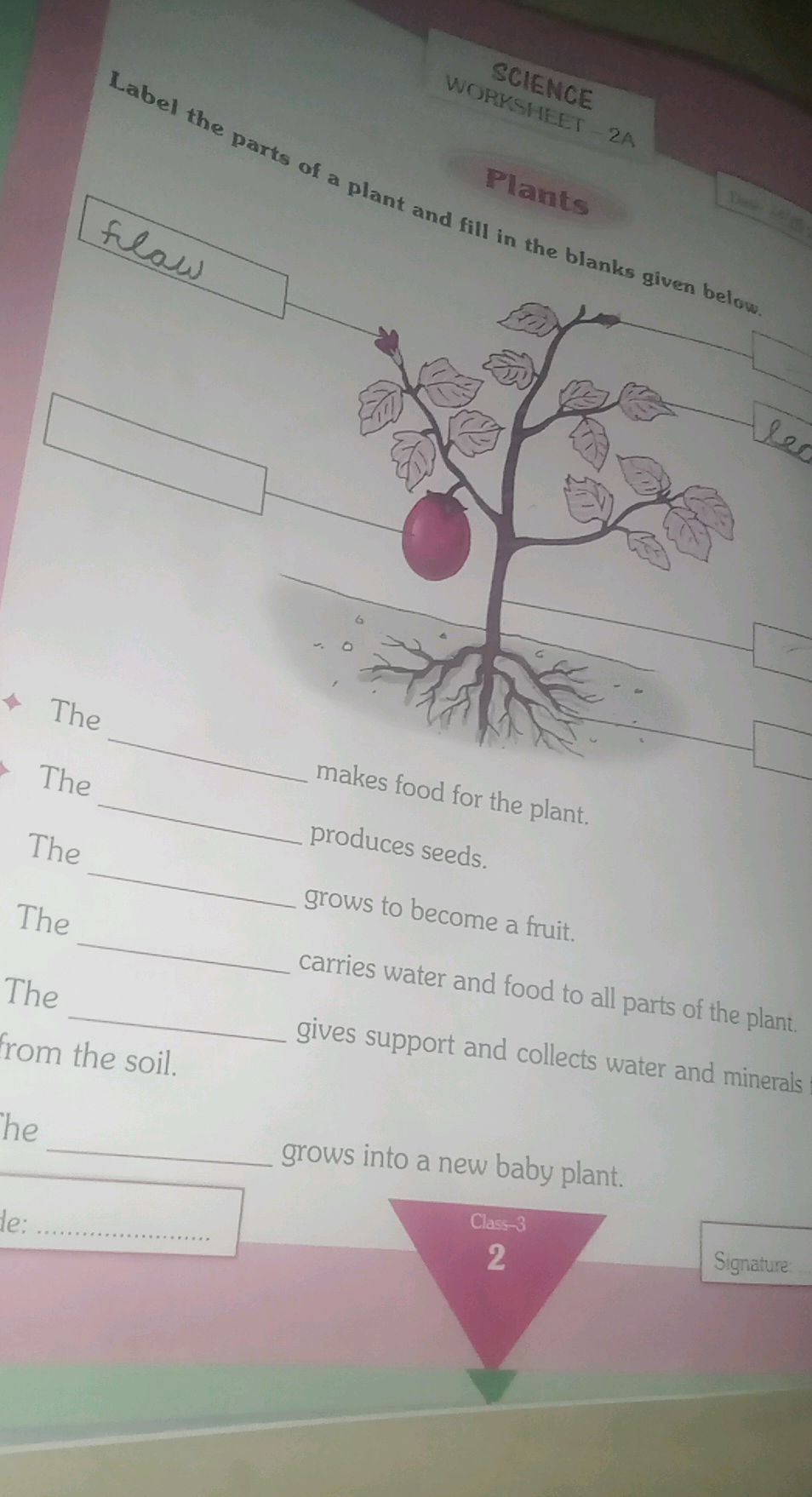 Label the parts of a plant and fill in the | StudyX