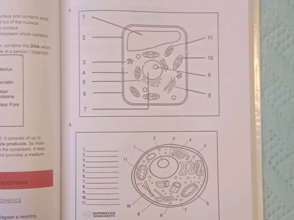 The image contains two diagrams of a cell | StudyX
