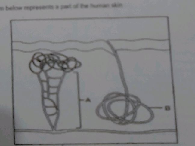 The image below represents a part of the | StudyX