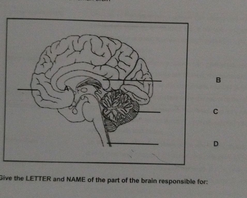 Give the LETTER and NAME of the part of the | StudyX