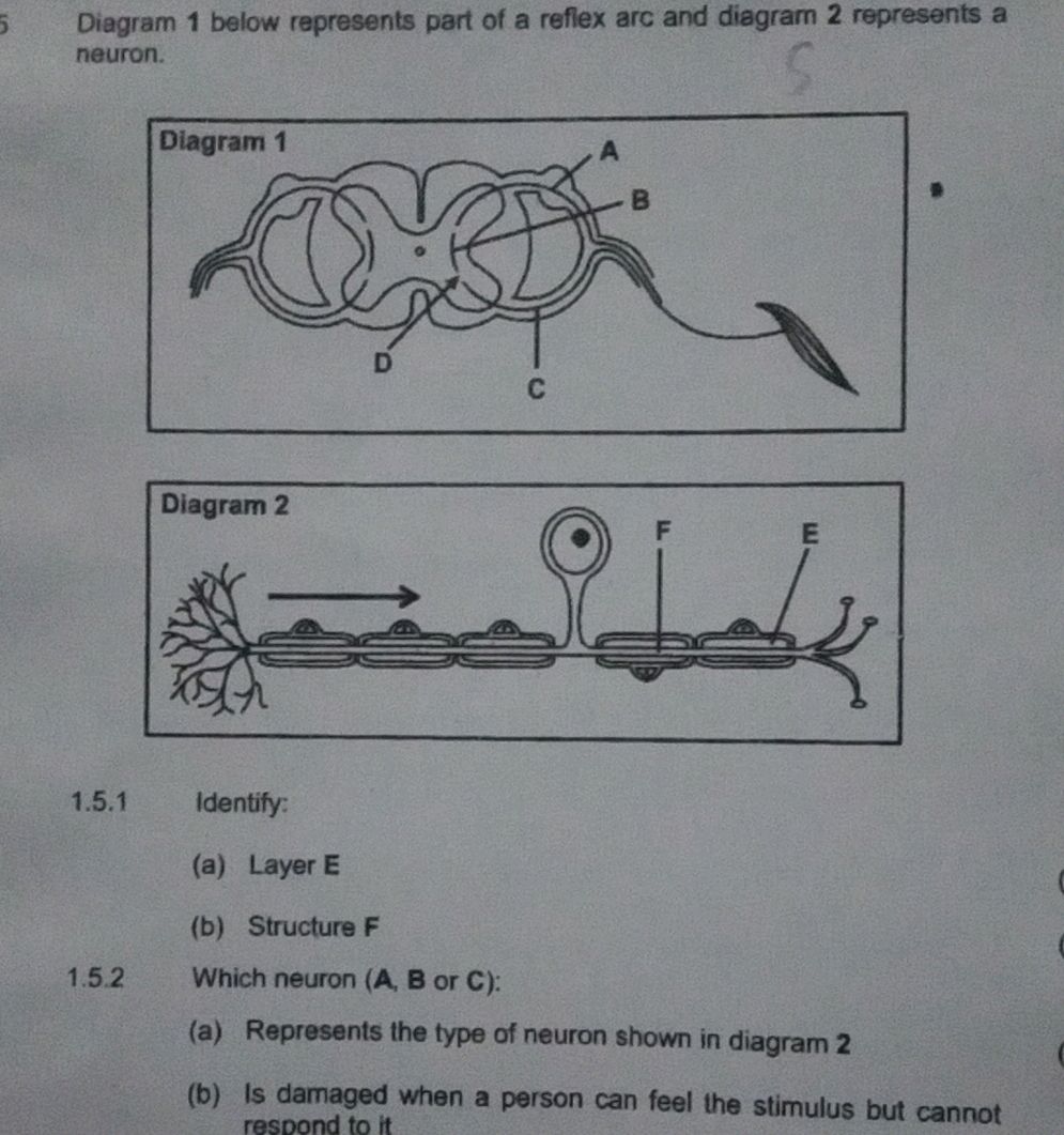 Diagram 1 below represents part of a reflex | StudyX