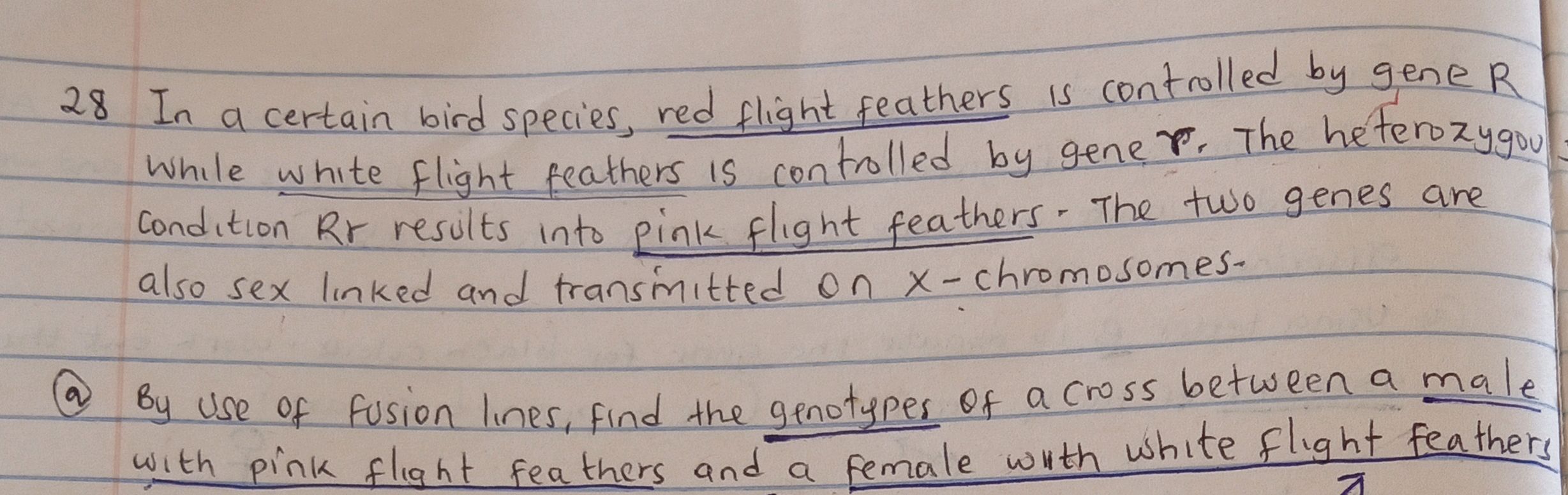28 In a certain bird species, red flight | StudyX