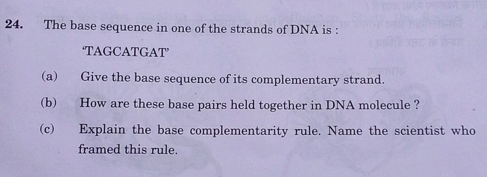 24. The base sequence in one of the strands | StudyX