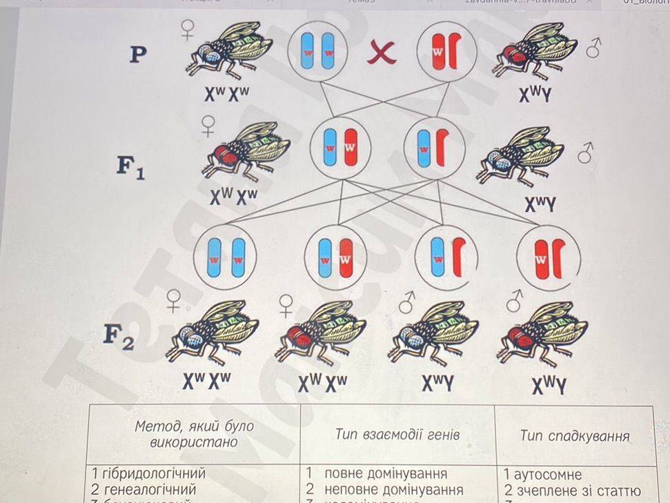 The image shows a Punnett square diagram for | StudyX