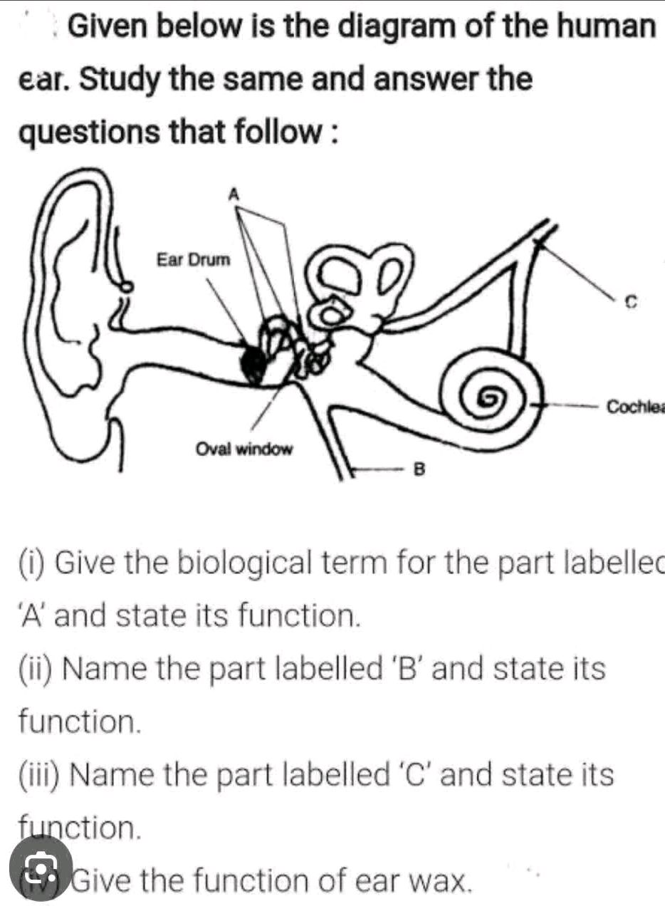 Given below is the diagram of the human ear. | StudyX