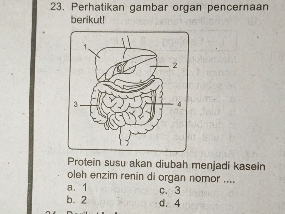 23. Perhatikan gambar organ pencernaan | StudyX