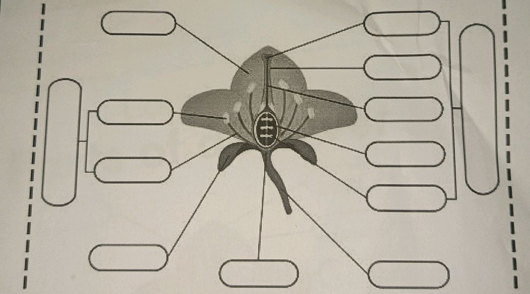 The image shows a diagram of a flower with | StudyX
