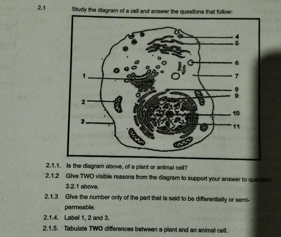 2.1 Study the diagram of a cell and answer | StudyX