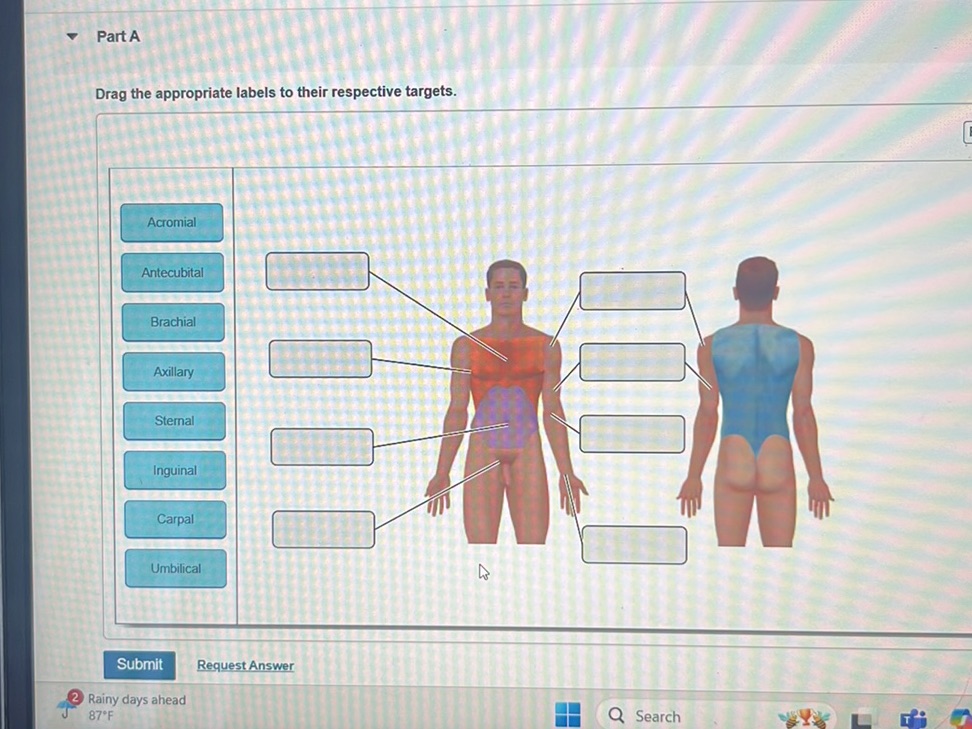 Drag the appropriate labels to their | StudyX