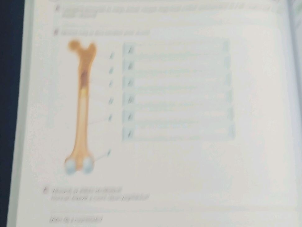 Identify parts of the bone and label them. | StudyX
