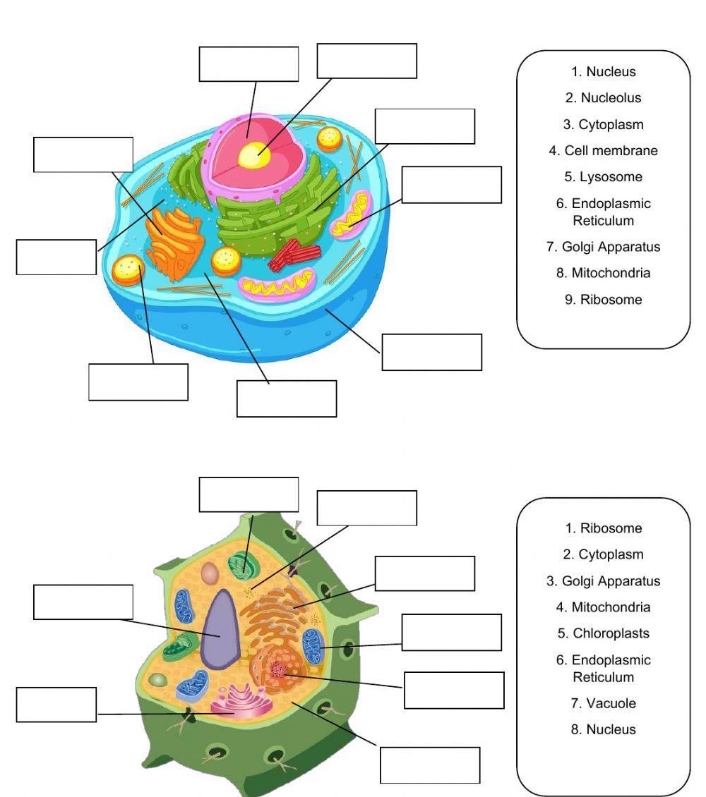 The image shows two cell diagrams with | StudyX