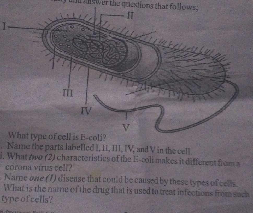 What type of cell is E-coli? Name the parts | StudyX