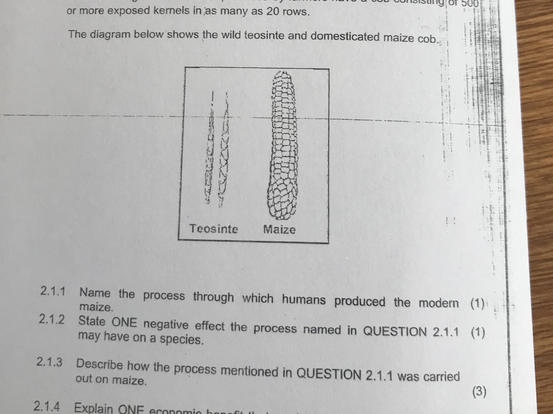 The diagram below shows the wild teosinte | StudyX
