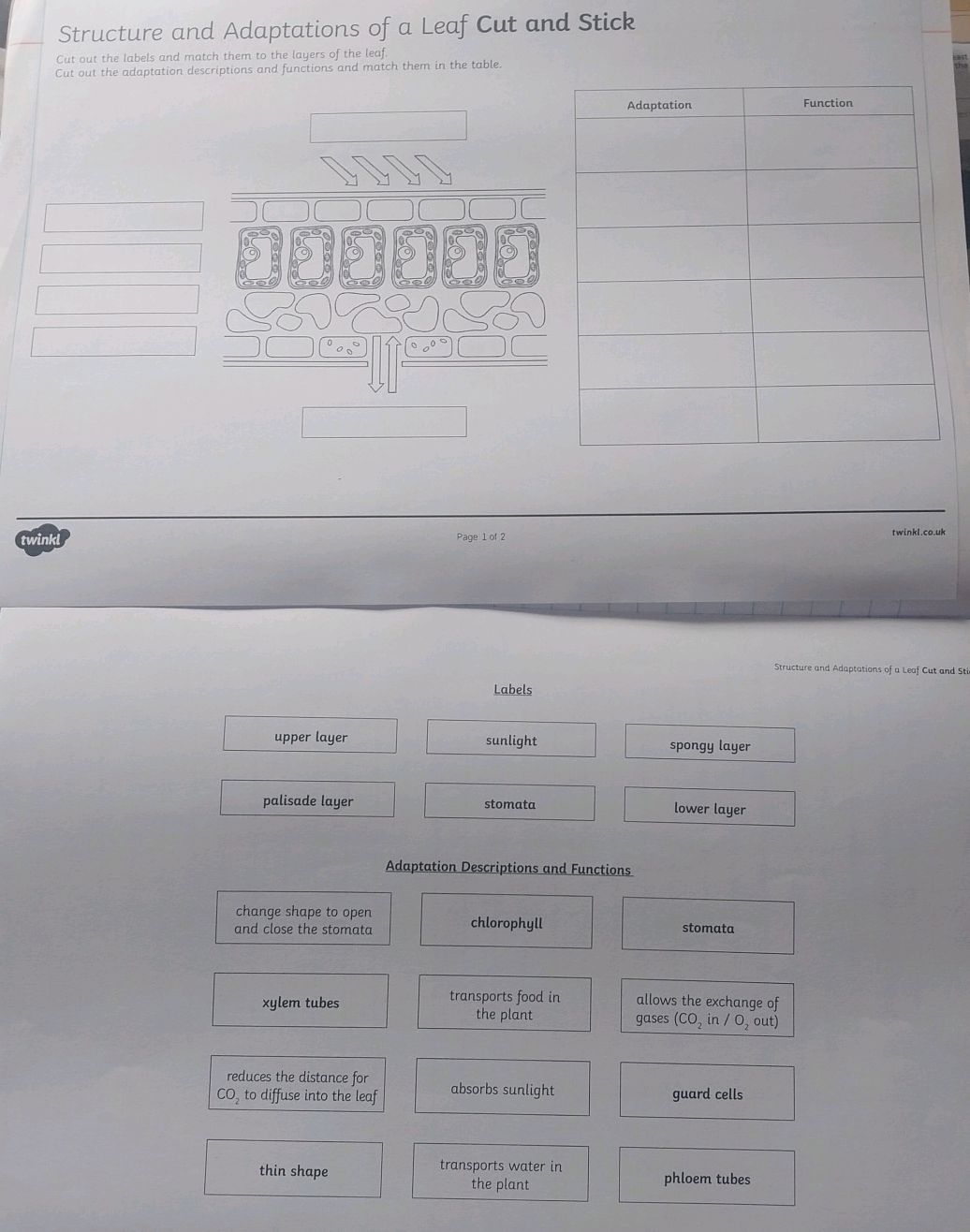 Structure and Adaptations of a Leaf Cut and | StudyX