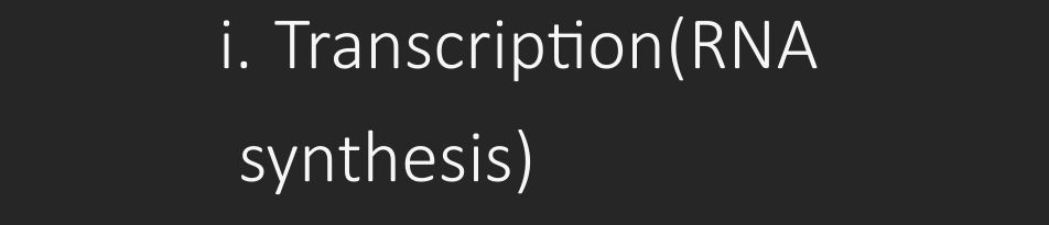 Transcription (RNA synthesis) | StudyX