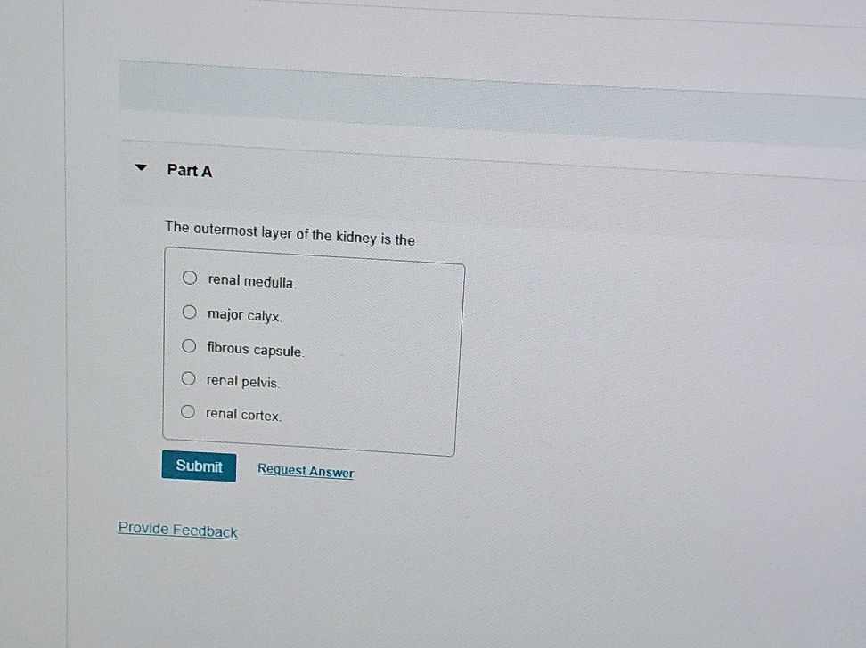 The outermost layer of the kidney is the | StudyX