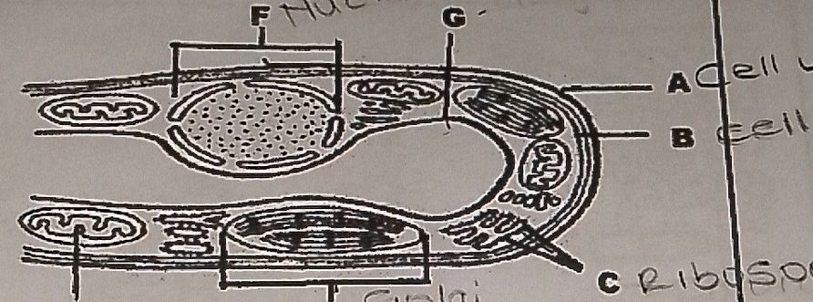The image is a diagram of a cell with | StudyX
