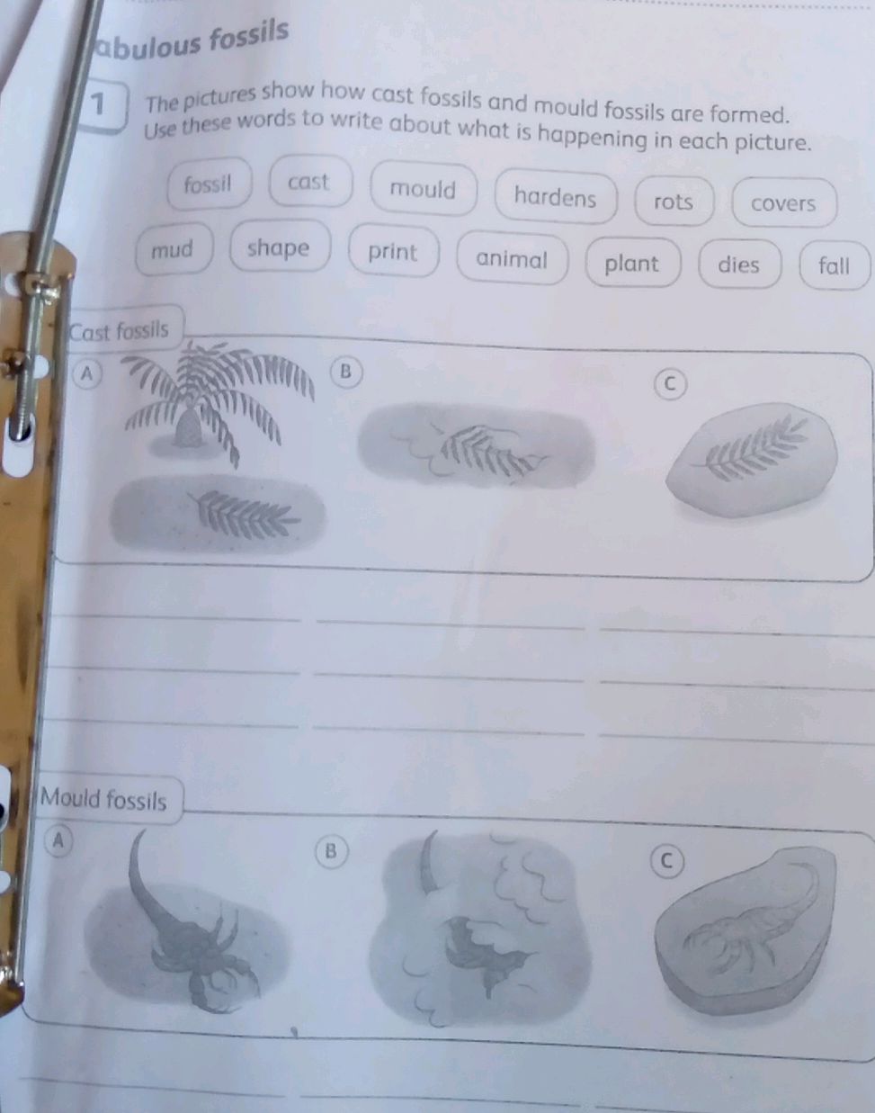 The pictures show how cast fossils and mould | StudyX