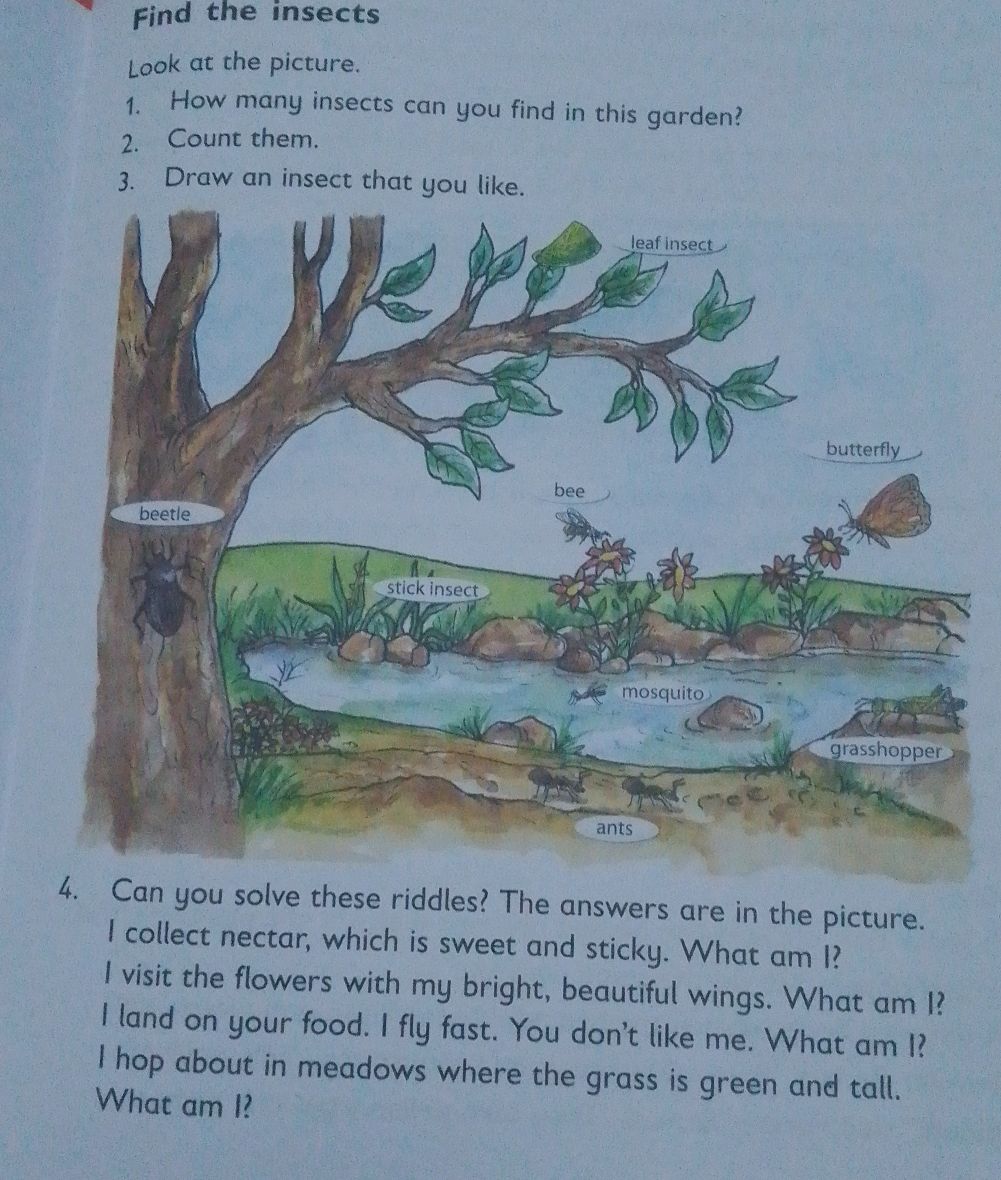1. How many insects can you find in this | StudyX