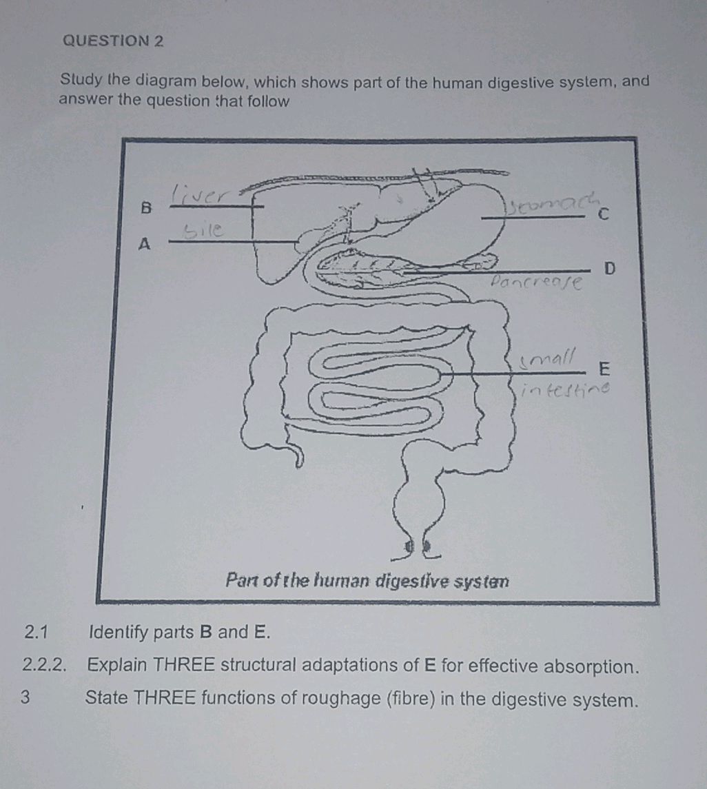 Study the diagram below, which shows part of | StudyX