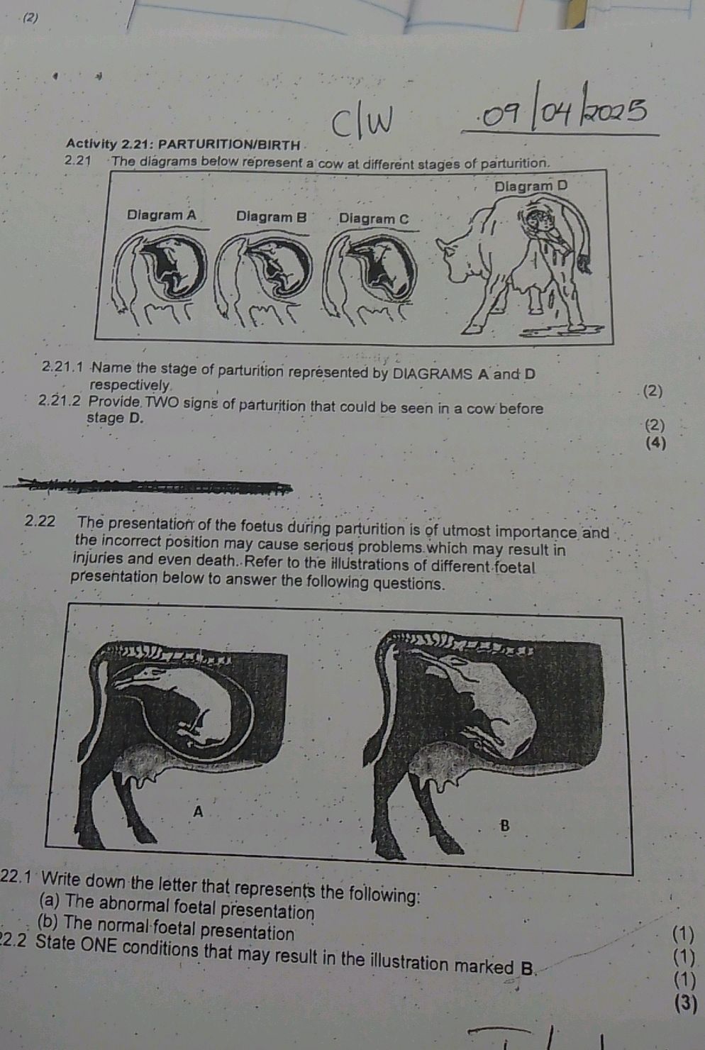 2.21 The diagrams below represent a cow at | StudyX