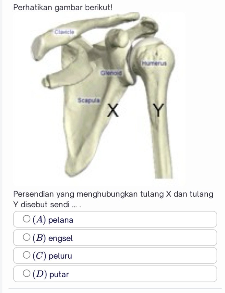 Perhatikan gambar berikut! Persendian yang | StudyX