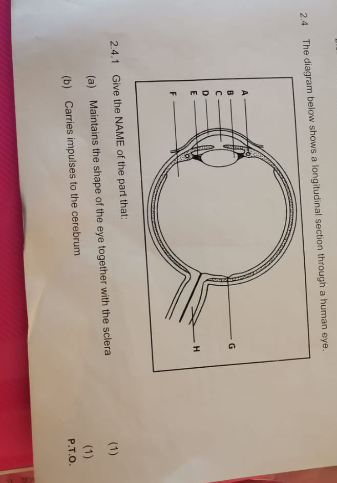 2. 4 The diagram below shows a longitudinal | StudyX
