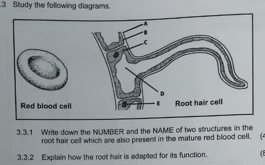 3. Study the following diagrams. Red blood | StudyX